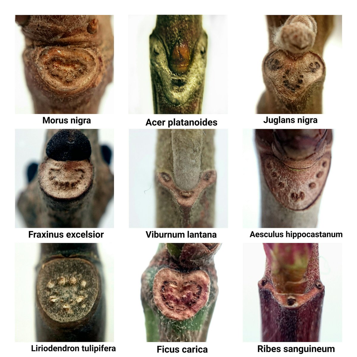 Vascular Bundle Scar