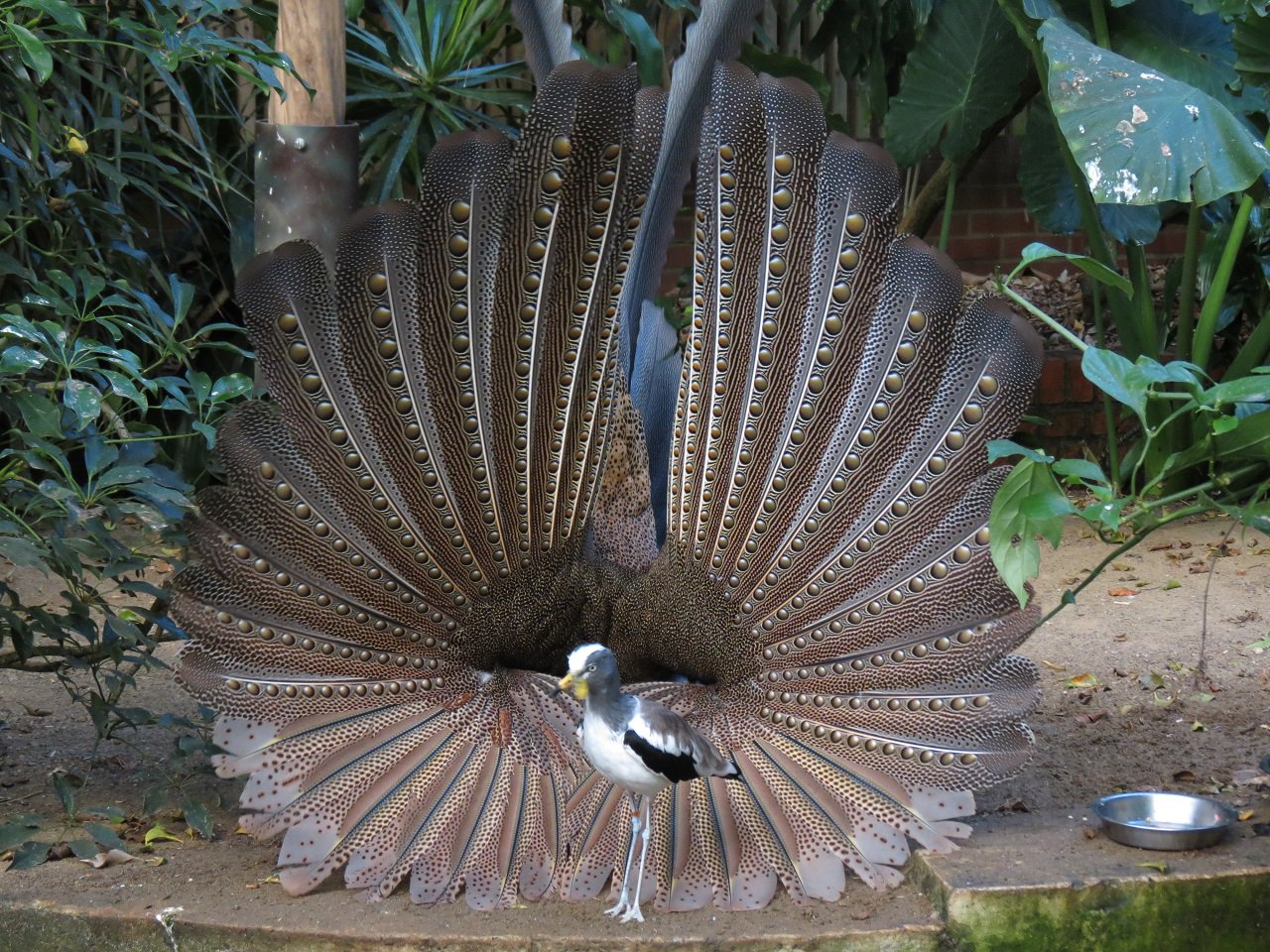 Argus Pheasant Display