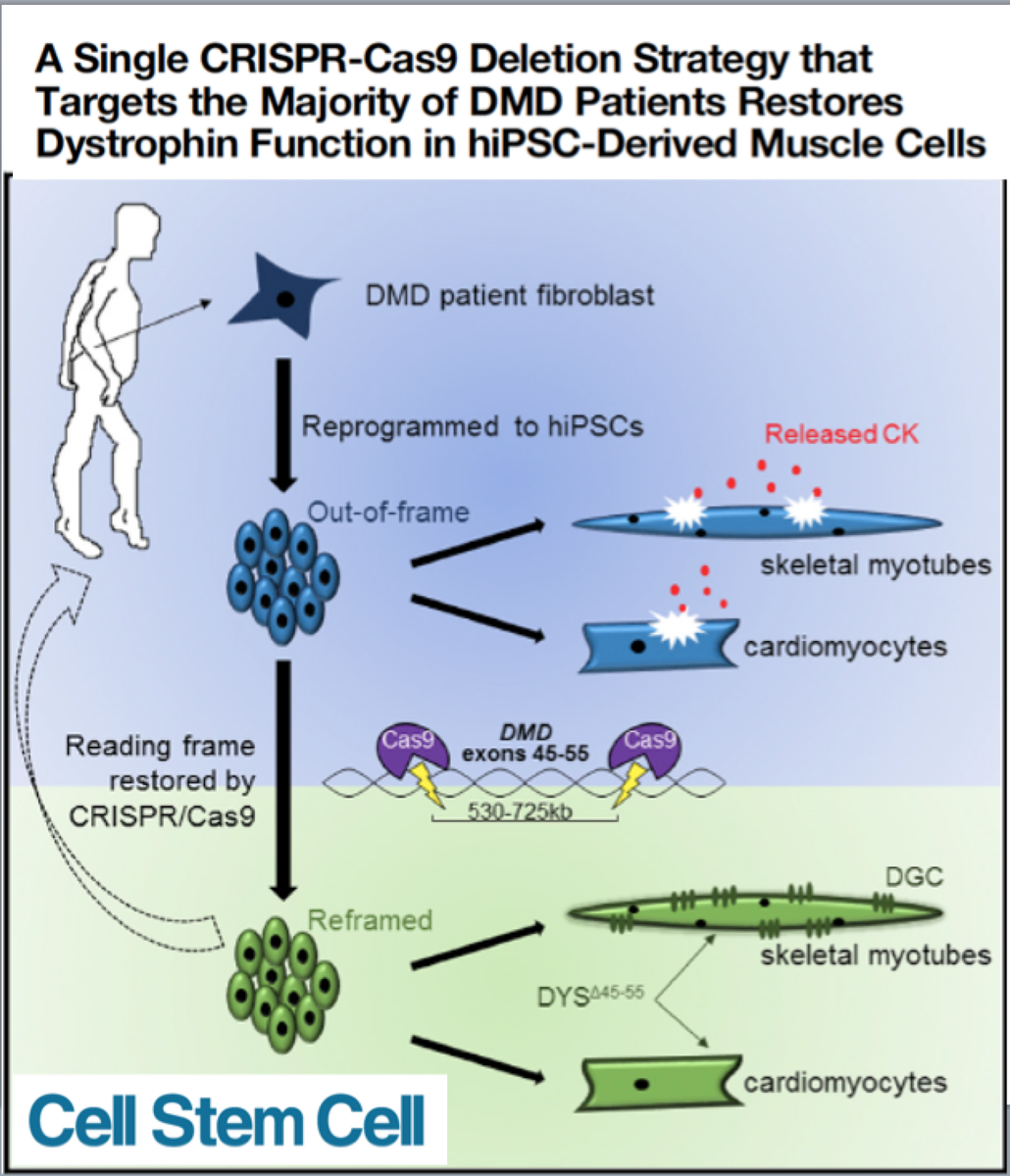 30 yrs after the discovery of the dystrophin gene -> muscular dy ...