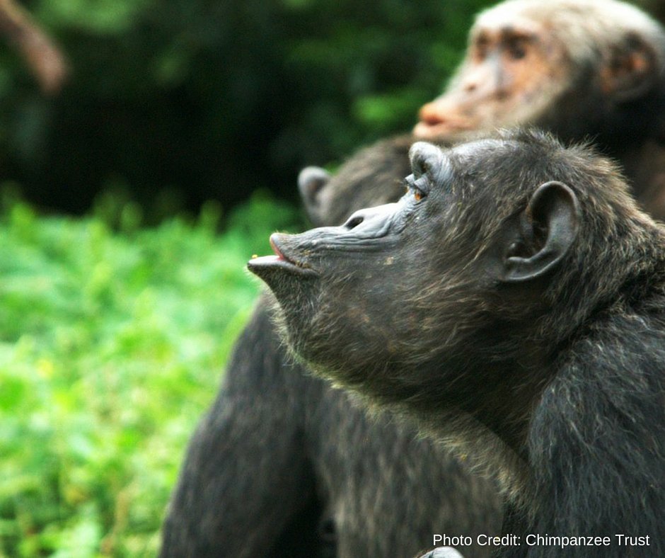 Chimp Giving A Kiss