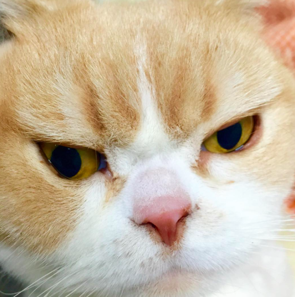 A miserable-looking moggy called Koyuki is trying to out-frown Grumpy ...
