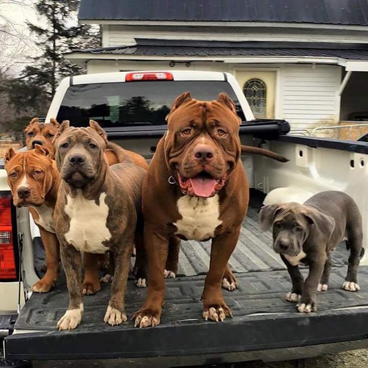 Pitbull With His Kids