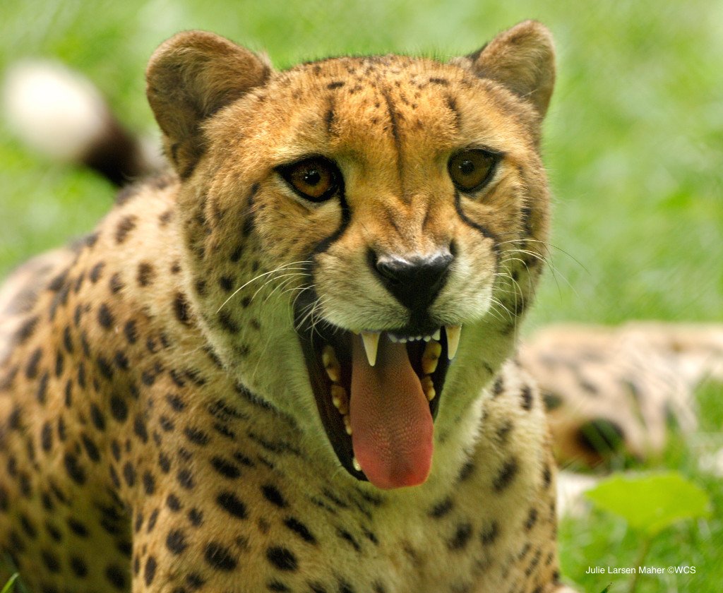 Cool Pictures Of Cheetahs