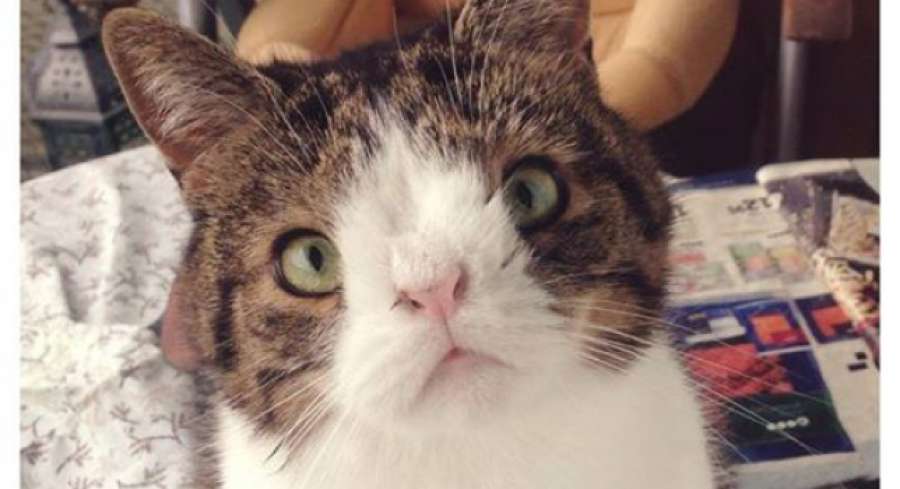 Así es Monty, un gato con síndrome de Down con miles de seguidores en ...