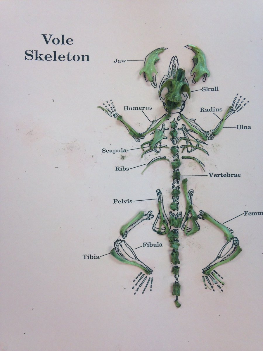 Rodent Skeleton Reconstruction Chart