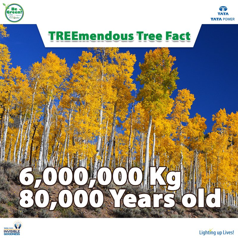 Pando Tree Trembling Giant