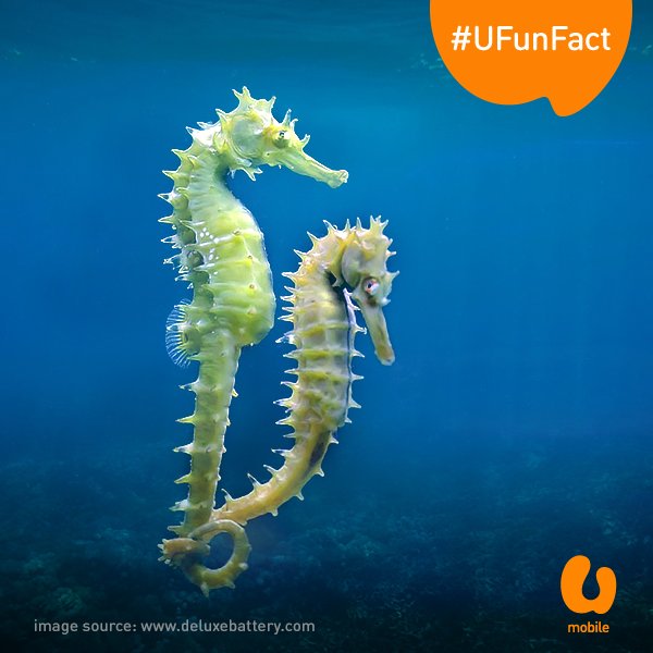 Seahorses Holding Tails