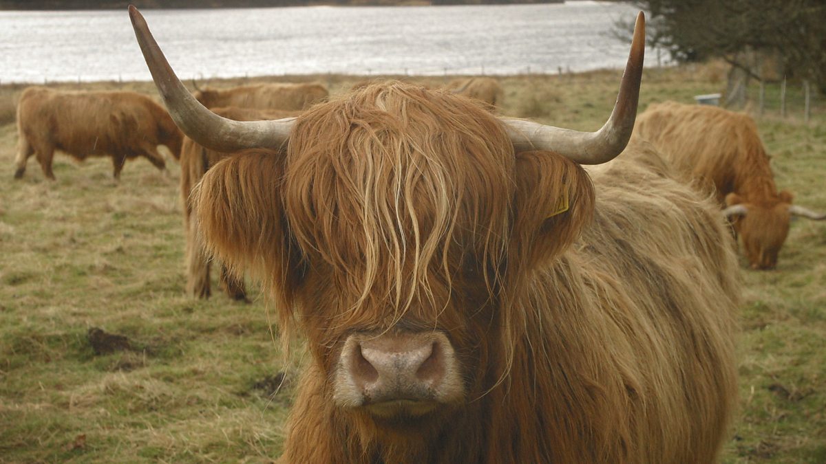 How can you recreate a prehistoric cow? The scientists looking at ...