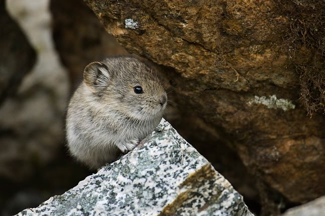 Baby Pikas
