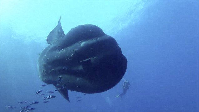 (#2 fav fish) mola mola - the ocean sunfish - heaviest bonyfish - brain ...
