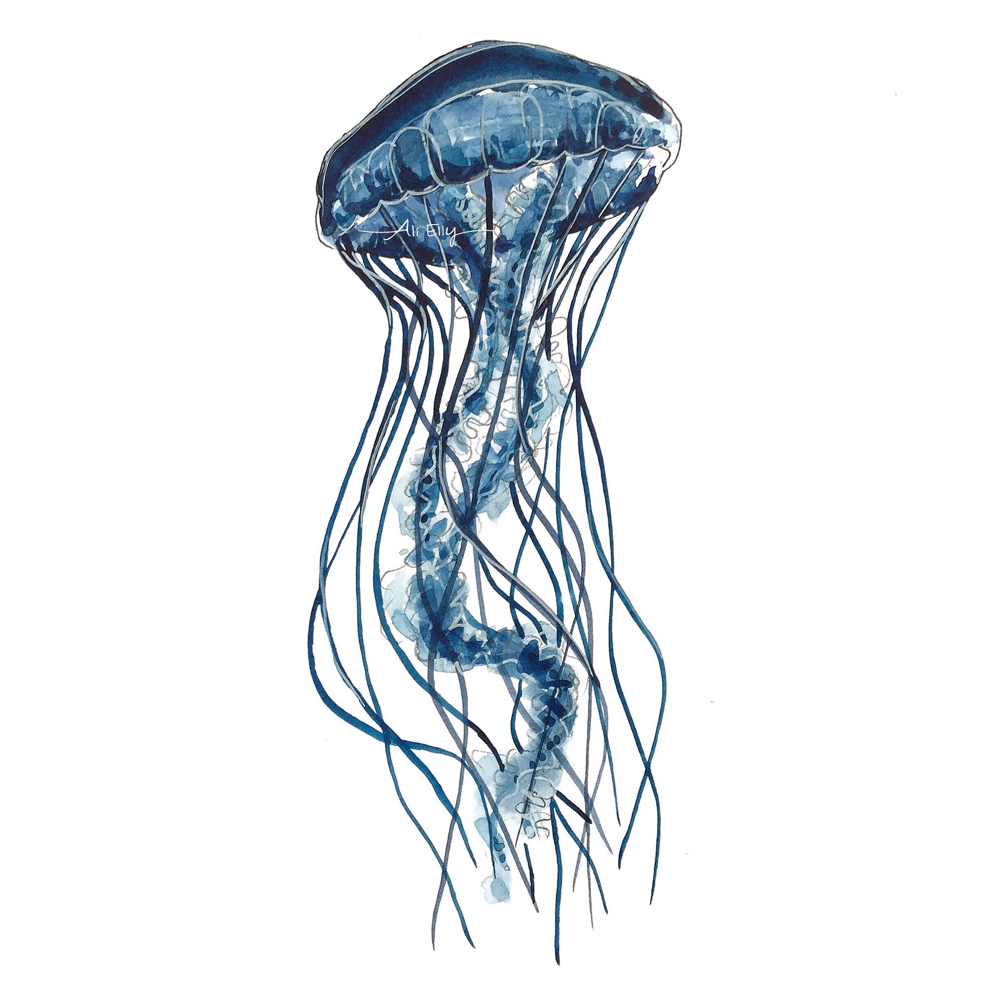 How To Draw A Realistic Jellyfish