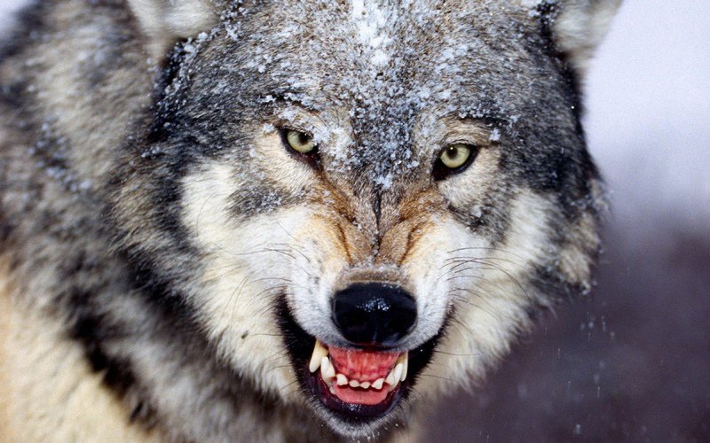 Rusia: Un lobo rabioso ataca a un matrimonio y el hombre logra ...