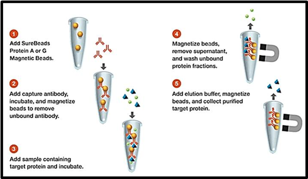 Immunoprecipitation Magnetic Beads