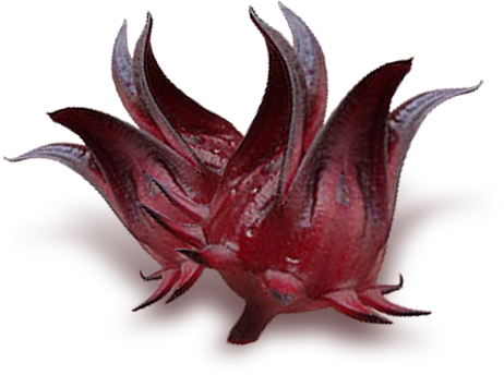 Zobo Leaf Png / Download transparent leaf png for free on pngkey.com ...