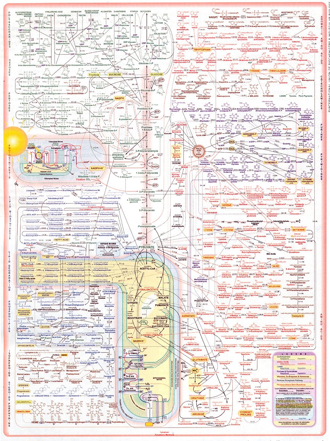 Biochemistry Pathways Poster