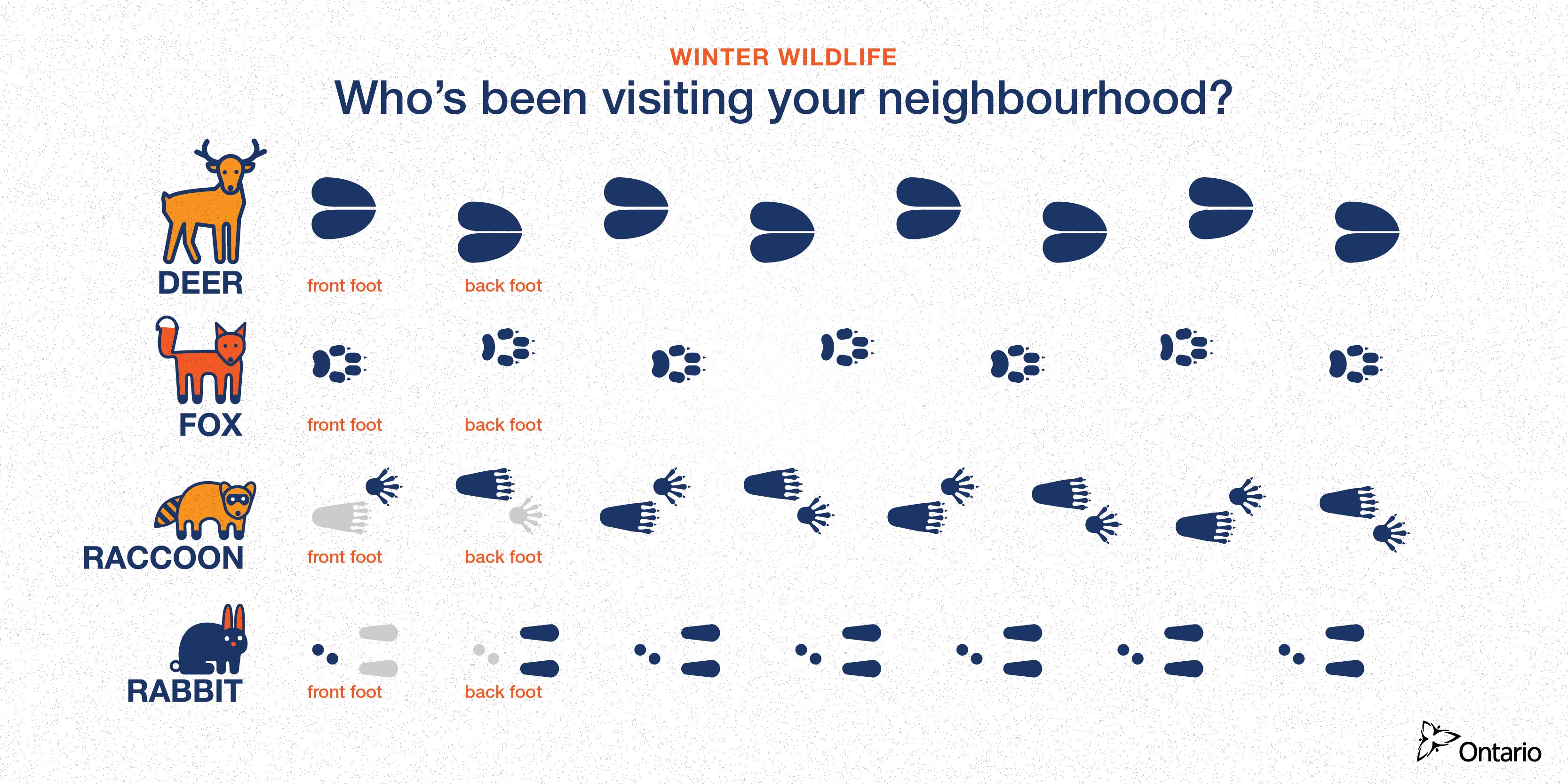 Tracks In Snow Identify Animal