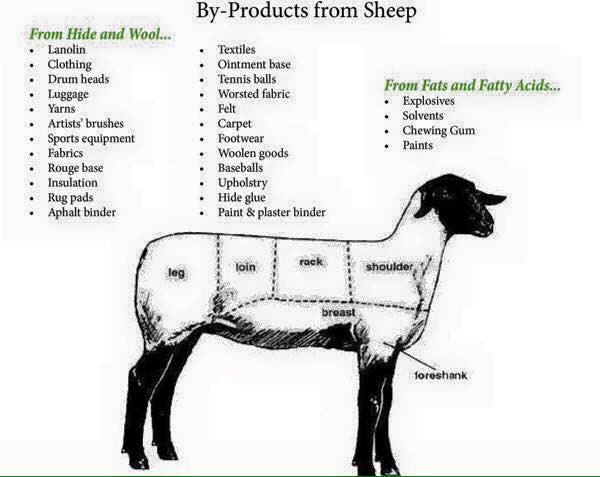 Sheep Products List
