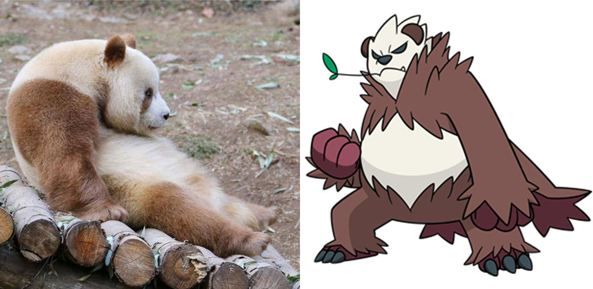 Panda Bear Pokemon