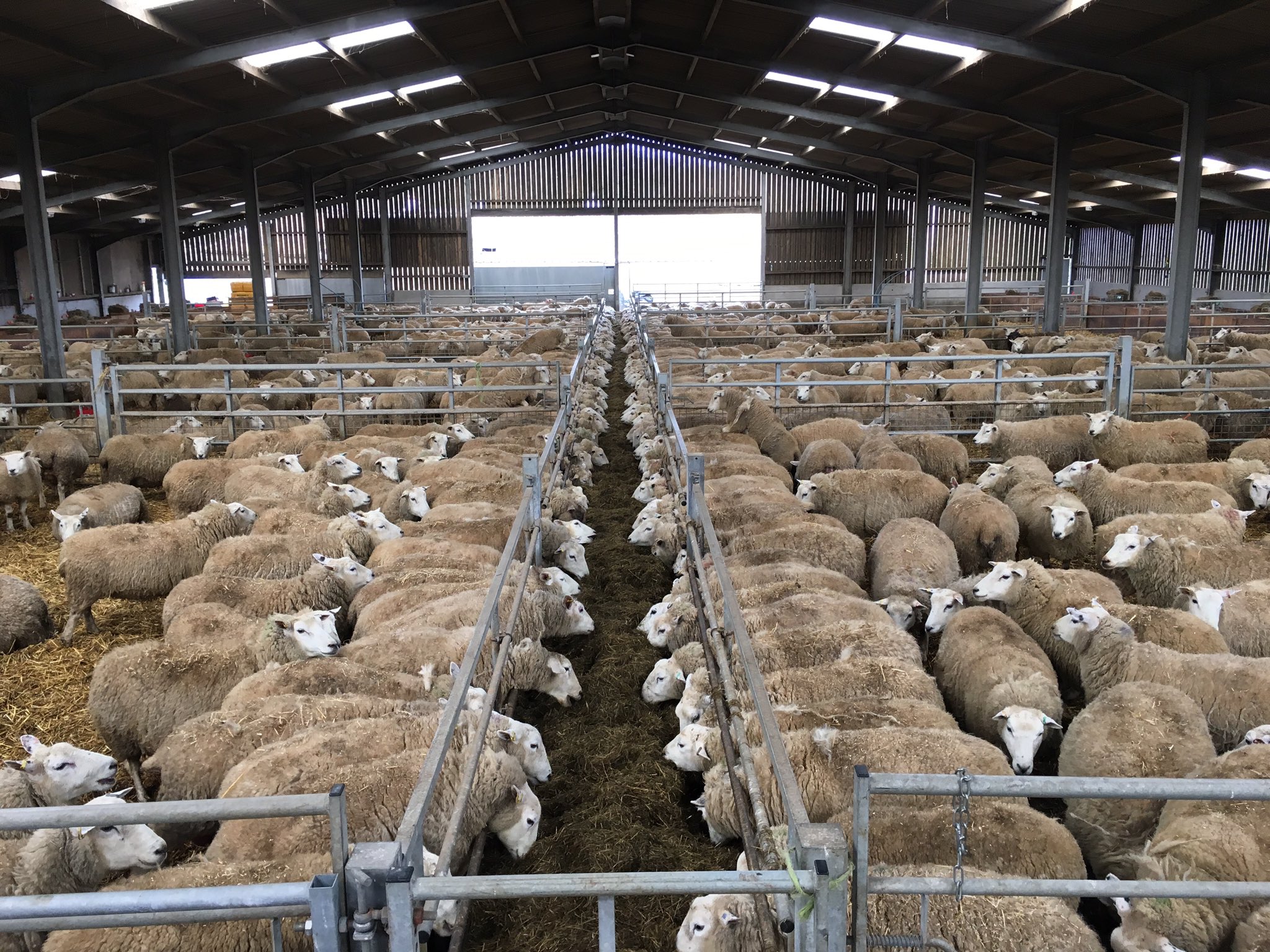 Lambing Barns