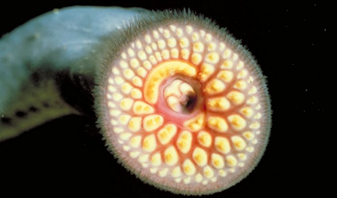 VAMPIRE FISH : Latest News, Breaking News Headlines | Scoopnest