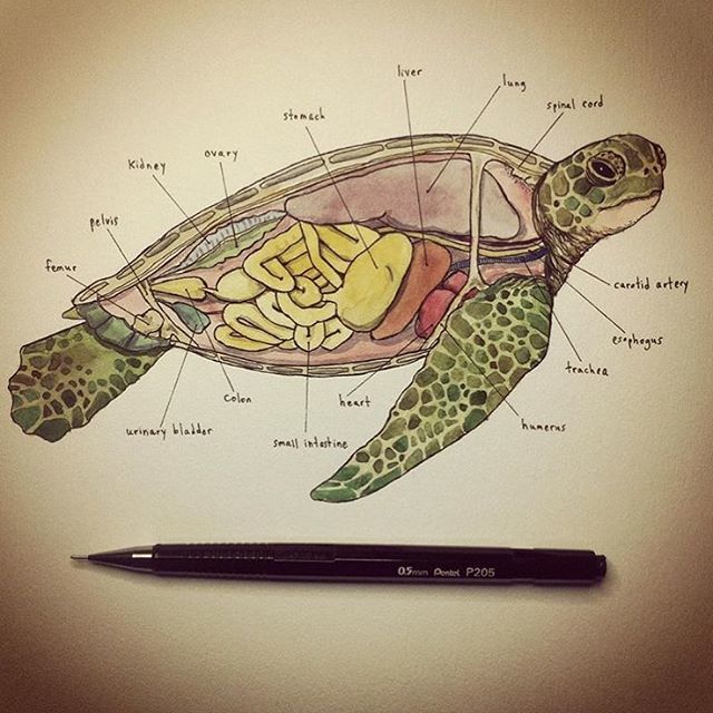 Sea Turtle Internal Anatomy