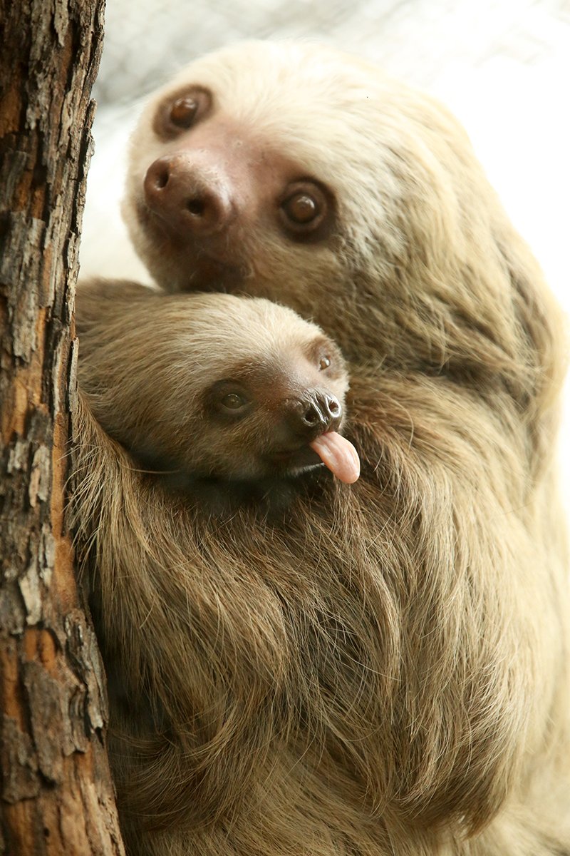 Sloth Sticking Out Tongue