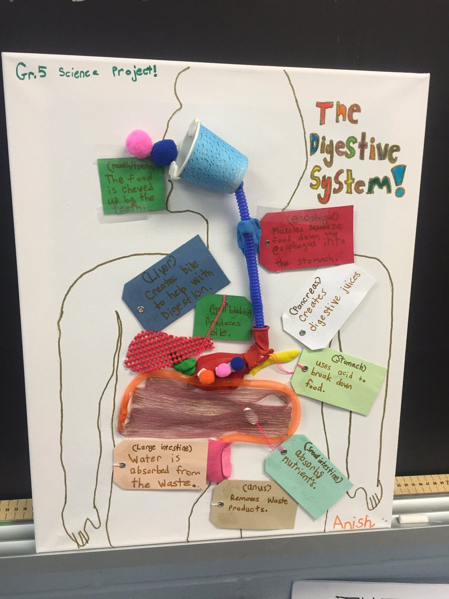 Digestive System Model School Project Digestive System Model School Project