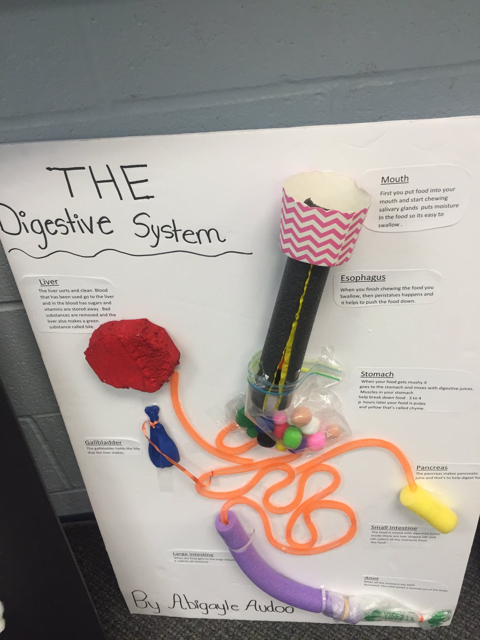 Digestive System Model For Kids