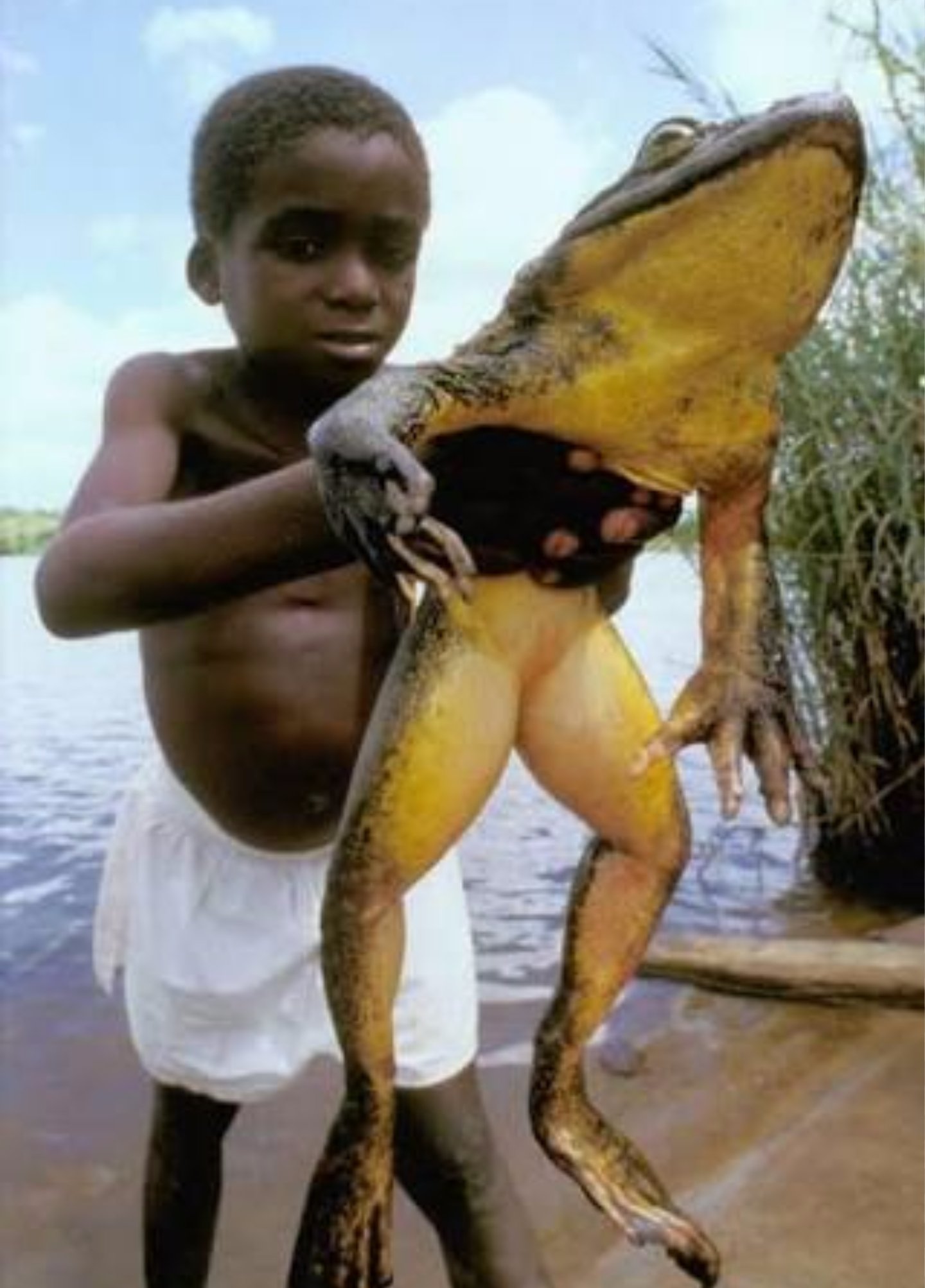 Facts About Africa on Twitter: "The world's largest frog, 'The Goliath Frog' is only found in ...