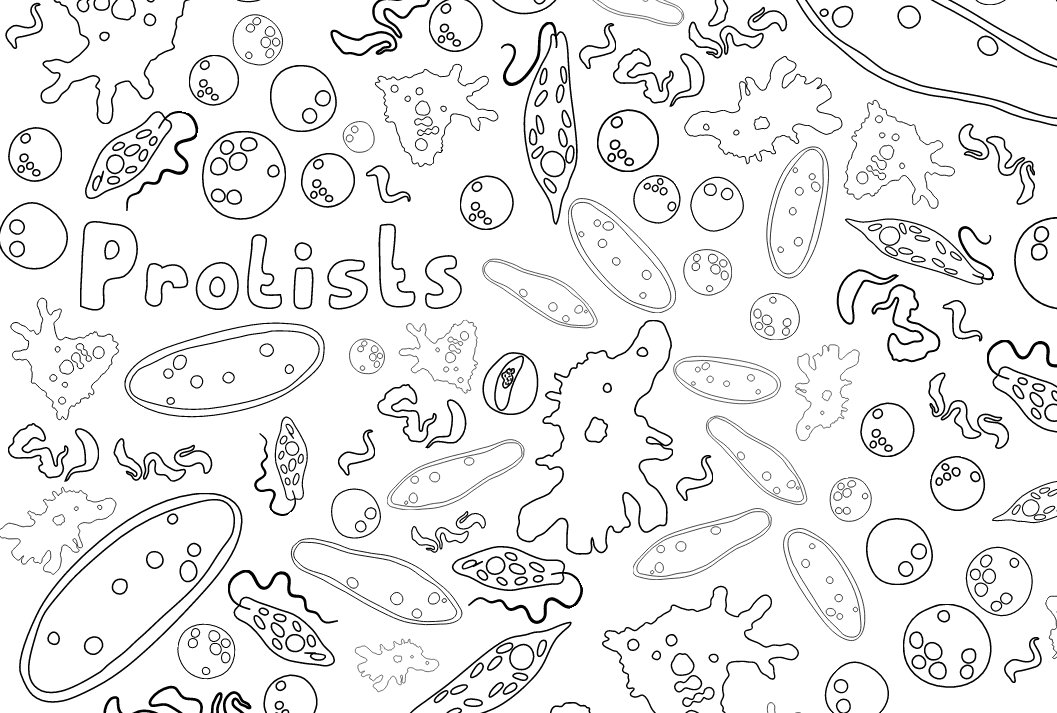 Protist Pictures Kids