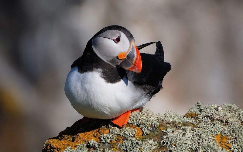Atlantic puffin resting on a rock https://t.co/1naXnl81tE #desktop # ...