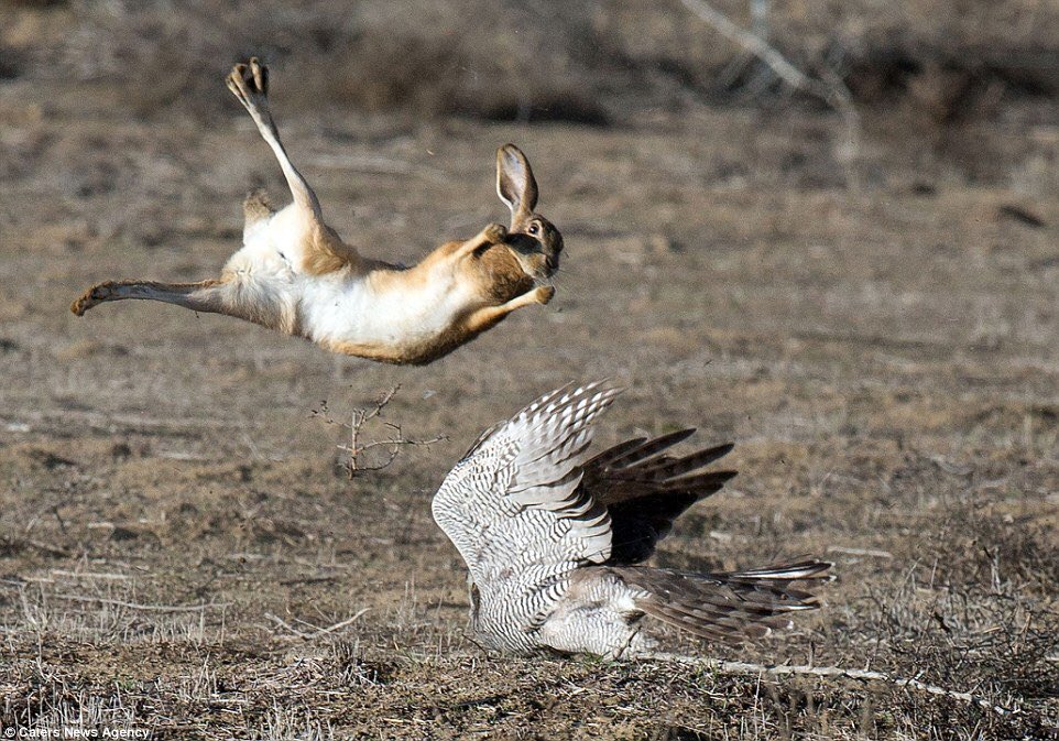 Moment: Rabbit escapes clutches of goshawk in California with ...