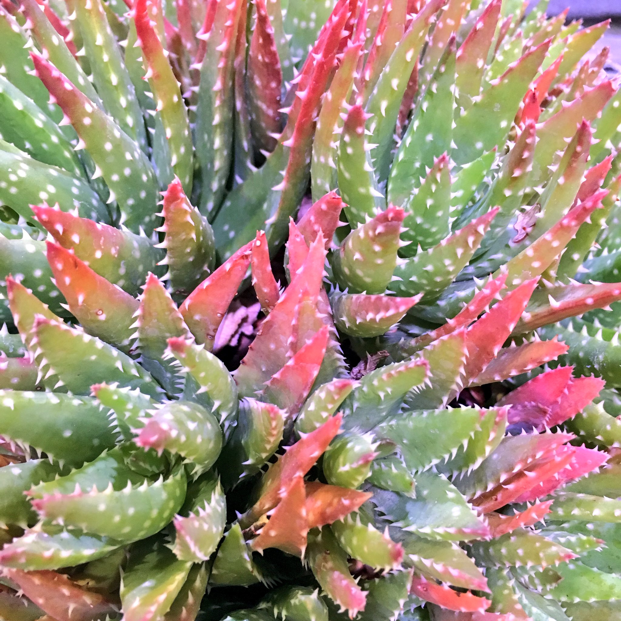 Aloe Crosbys Prolific