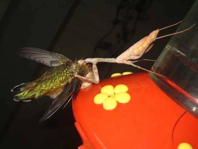 Praying Mantis Eating Hummingbird