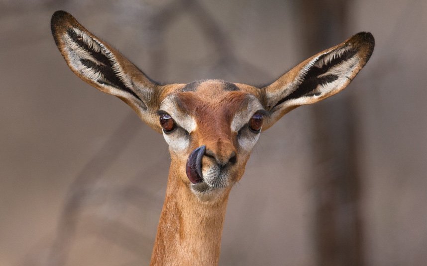 Pictures of the day: A cheeky gerenuk antelope sticks its tongue out ...