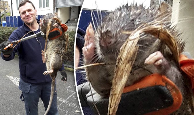 Britain's biggest ever RAT: 4ft monster rodent found at children's ...