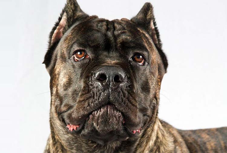 How Are Cane Corsos Roman War Dogs