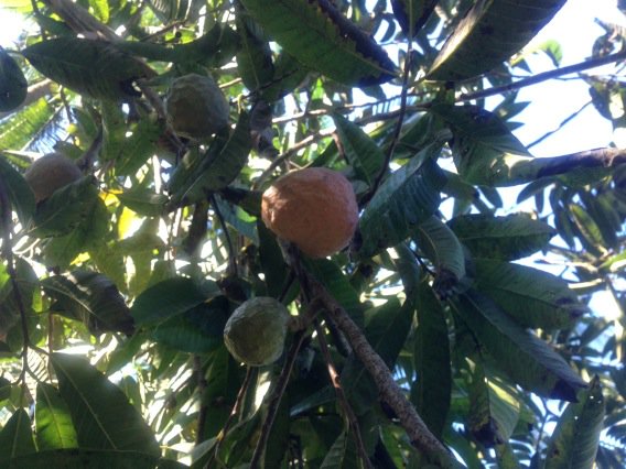Anonas Fruit Tree