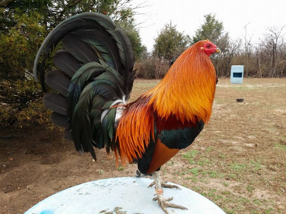 Blueface Rooster