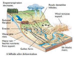 Deforestation Effects Diagram