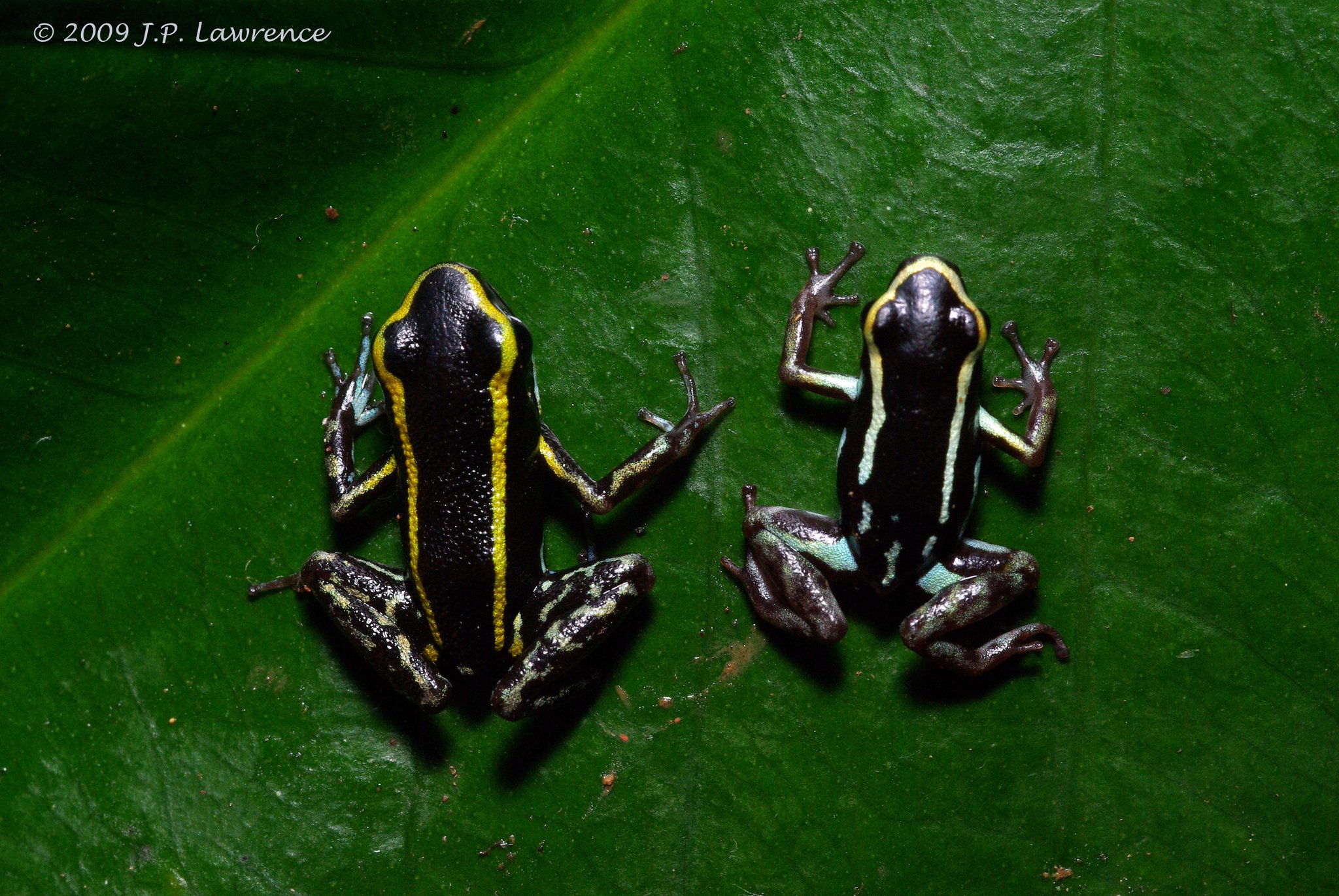 Batesian Mimicry Frog