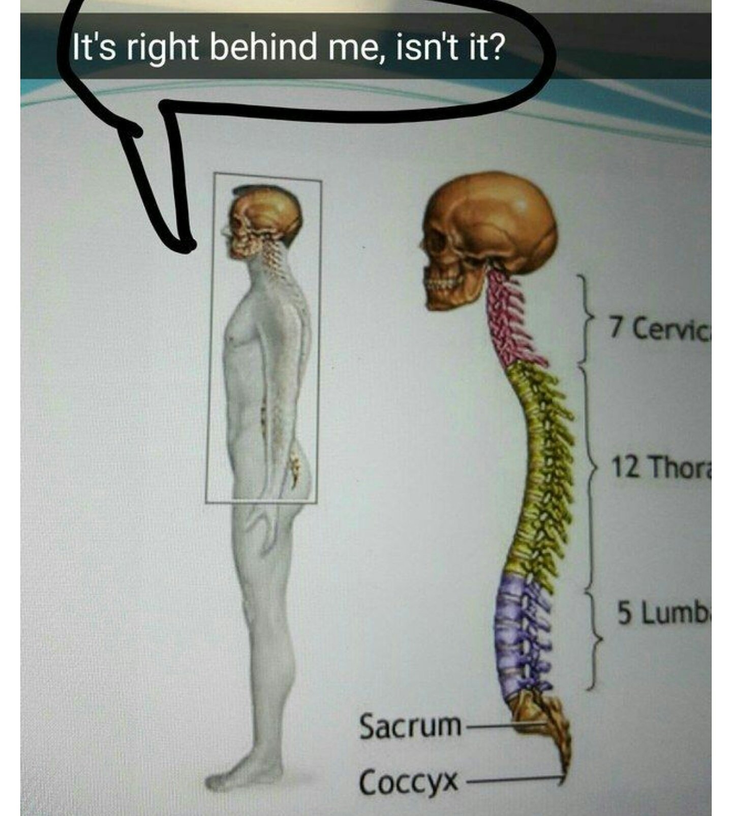 Funny Spinal Cord