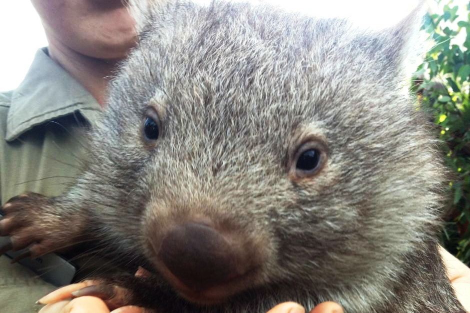 How do wombats get a square poo out of a round hole? | ABC Hobart ...