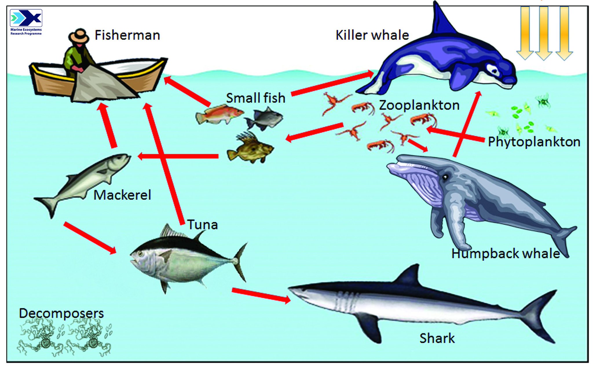 Marine Ecosystems Food Web