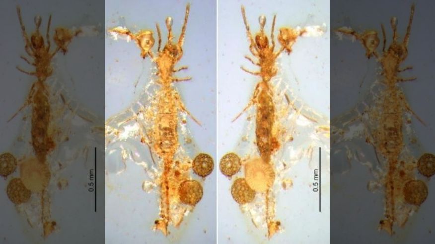 Jesse Strunk (@strunk_jesse) | Twitter