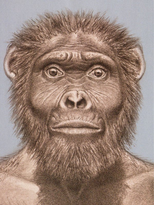 Australopithecus Garhi