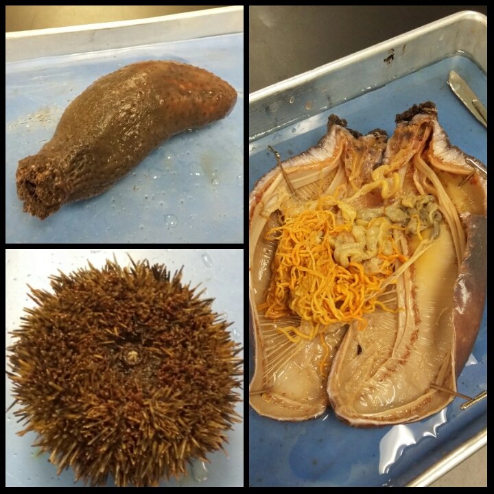 Sea Cucumber Anatomy