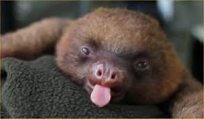 Here is a photo of a baby sloth, sticking out its tongue. Thought it ...