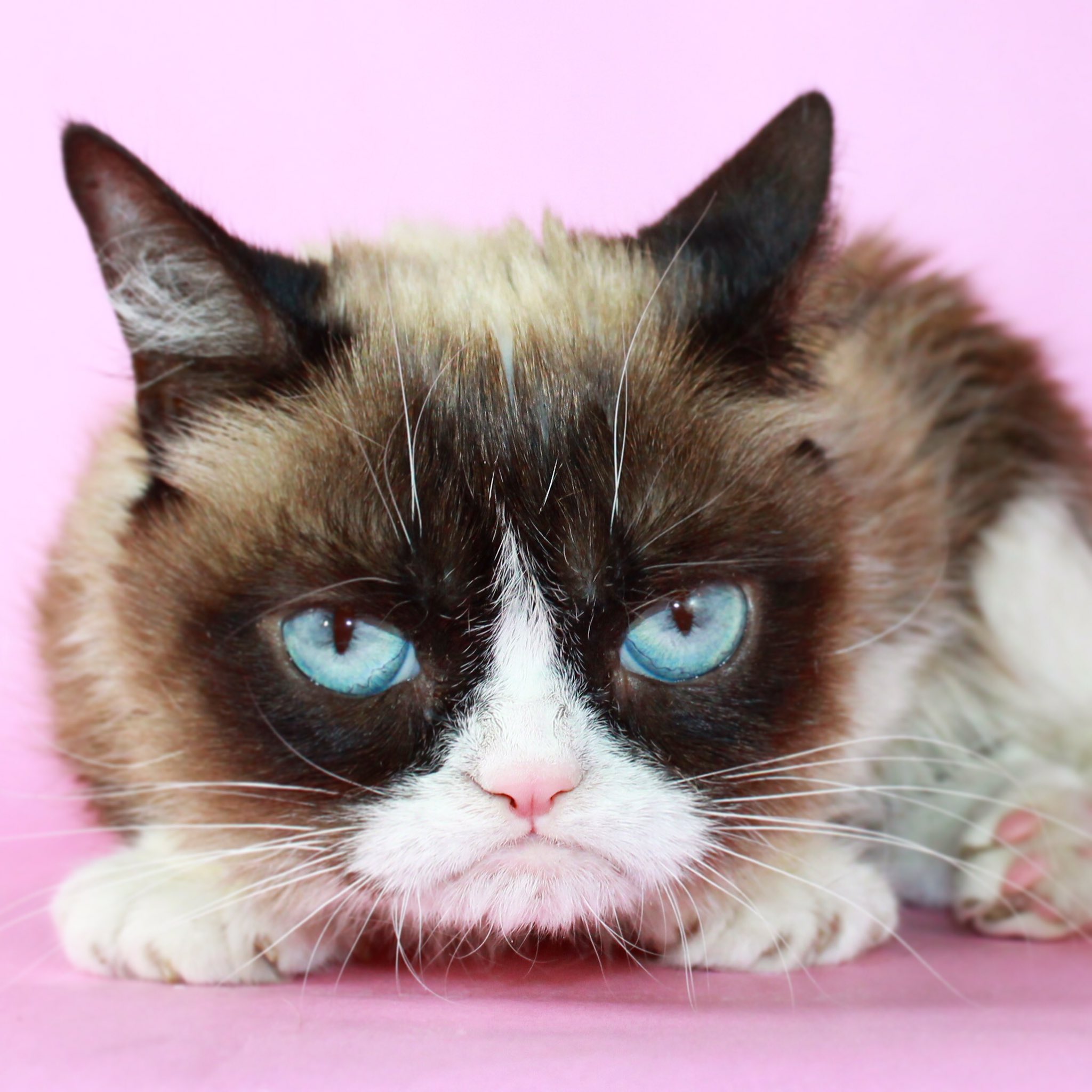 Grumpy Cat On Twitter Ooqrpj3in6