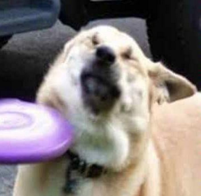 Dog Hit By Frisbee
